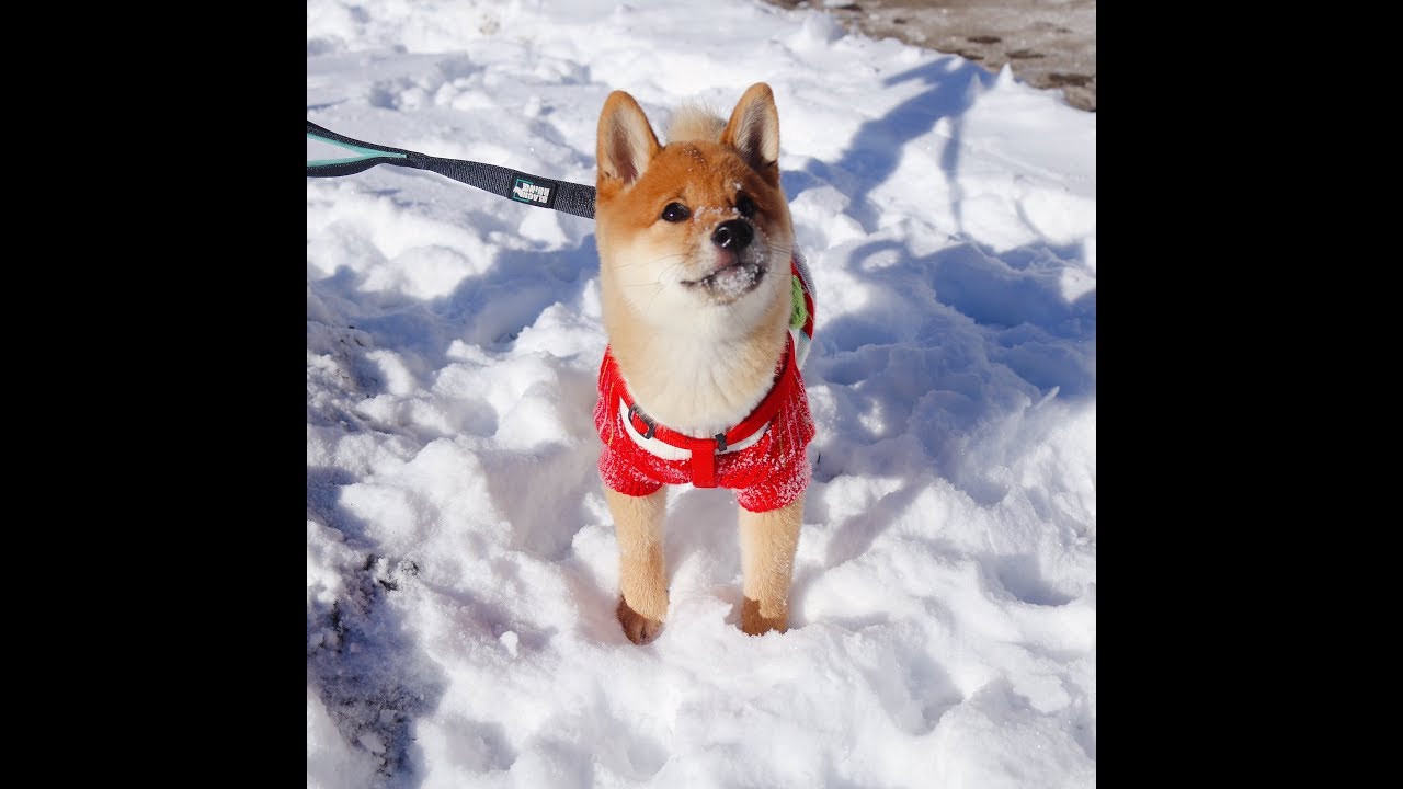 Puppy Moko in snow day | 柴犬Moko第一次在暴风雪中玩耍，你的小宝贝“撒手没”已上线 - YouTube