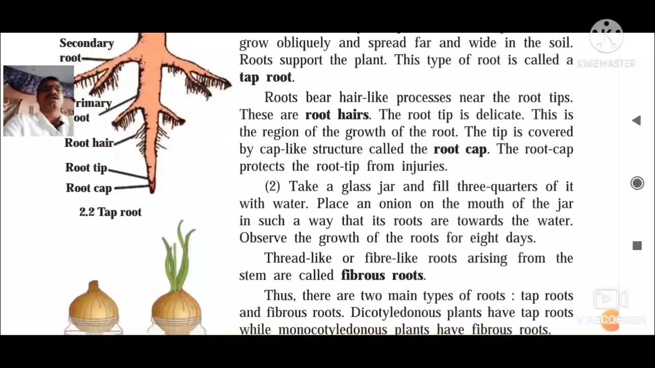 Science 7th Chapter 2 Plants: Structure and Function - YouTube
