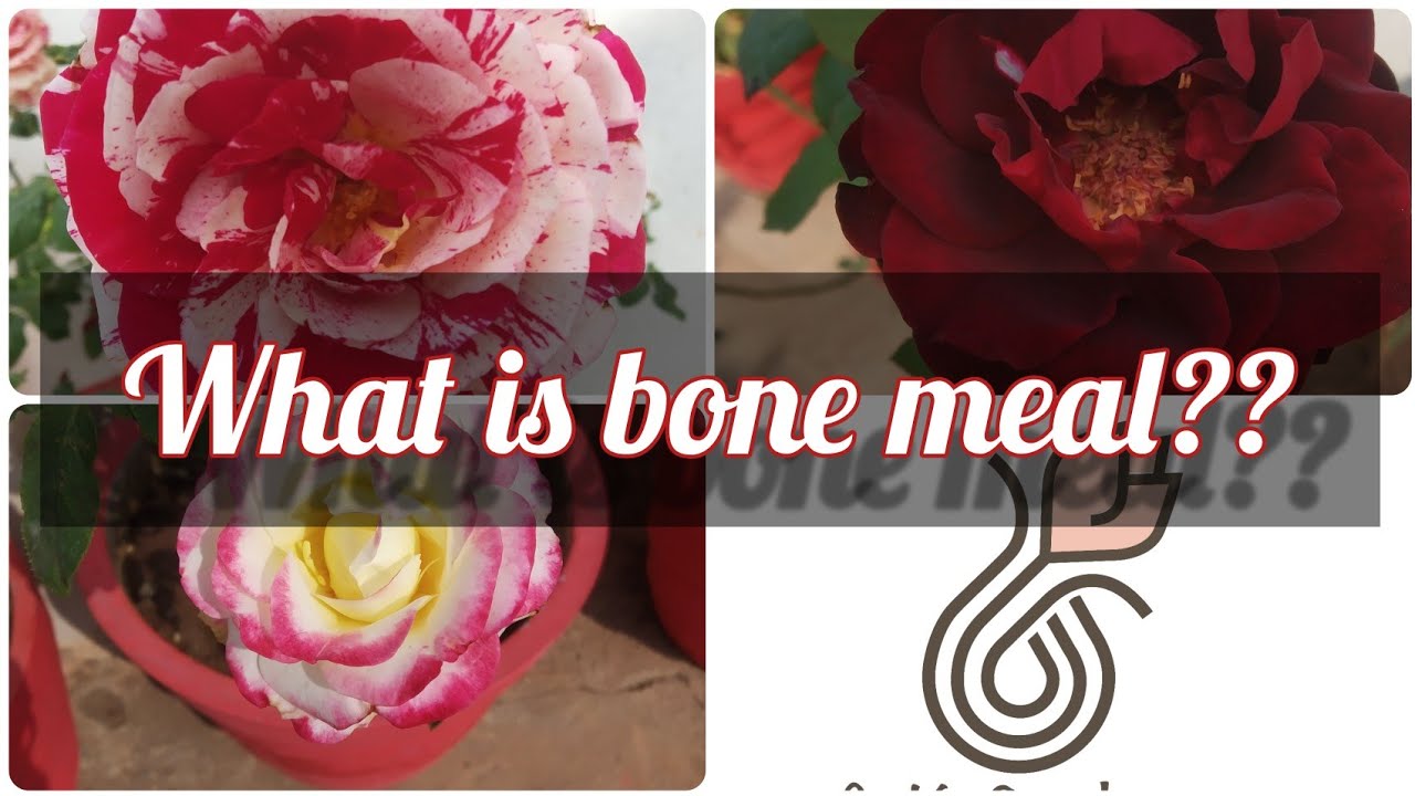 What is bone meal, how to use bone meal#gardening #bonemeal - YouTube