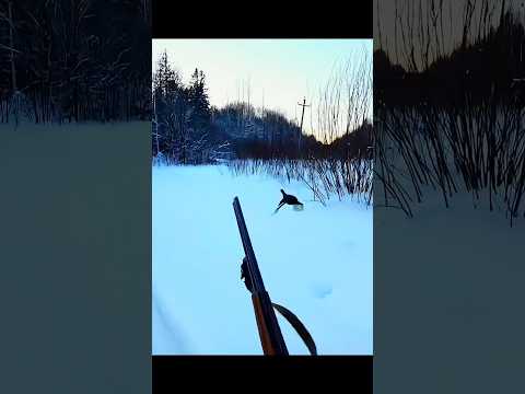 You Won’t Believe What Jumps Out of the Snow! #grousehunting #blackgrouse #hunting #охота #grouse