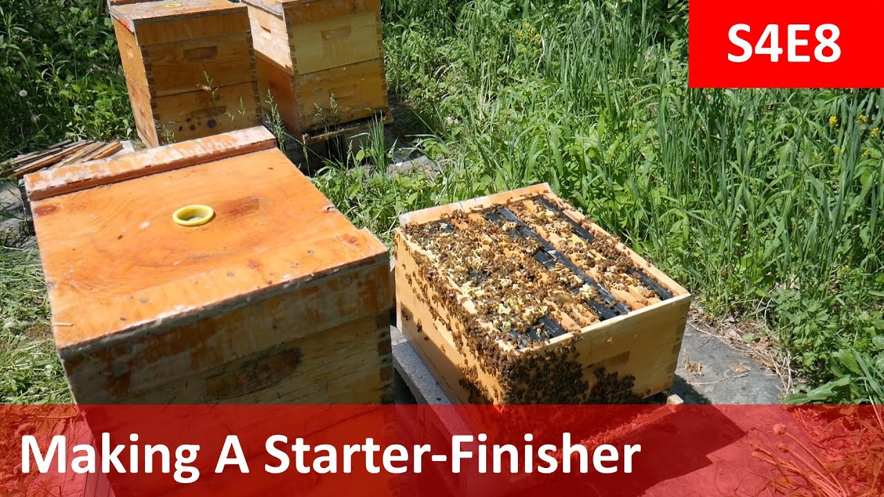 Making a Starter-Finisher For Grafting Queens. - YouTube