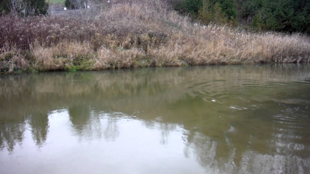 Beaver surprise - YouTube