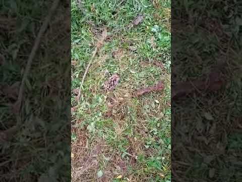 Kadu bekku , Wild cats at western ghats karnataka - YouTube