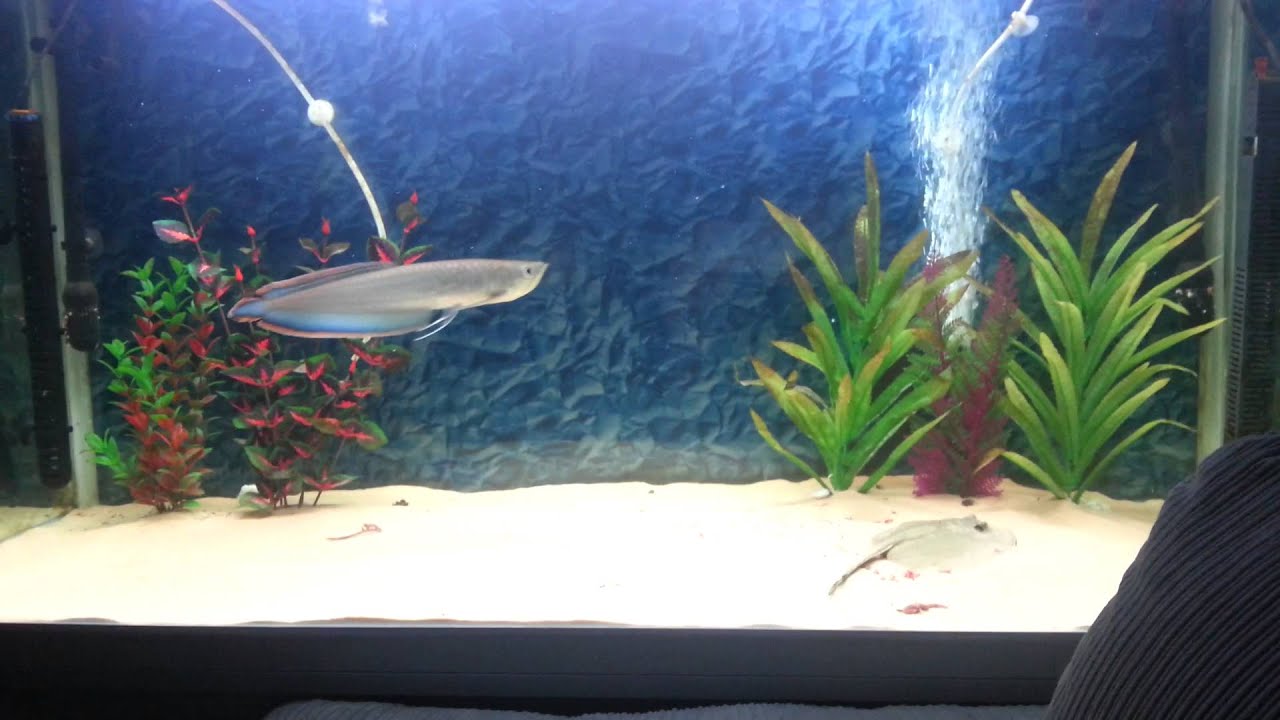 Black arowana and teacup stingray - YouTube