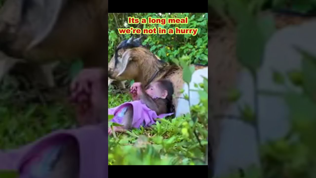 Story of the Monkey and Goat - Both are created by God almighty # ...