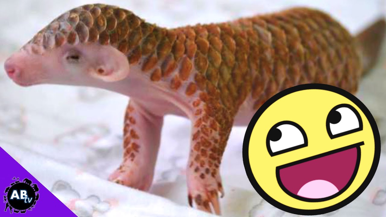 5 Reasons Why Pangolins Are Amazing! 5 Weird Animal Facts - YouTube