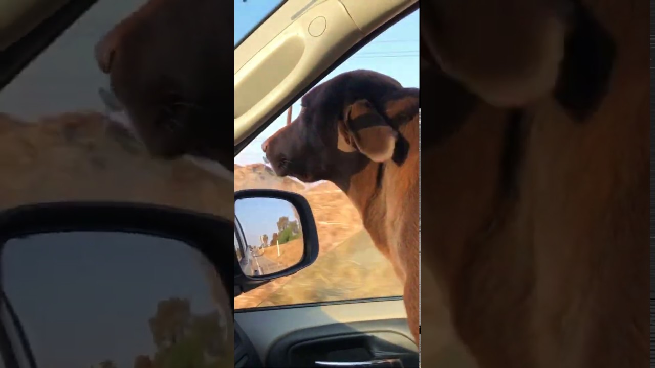 Chocolate Lab ears flowing in the wind! - YouTube