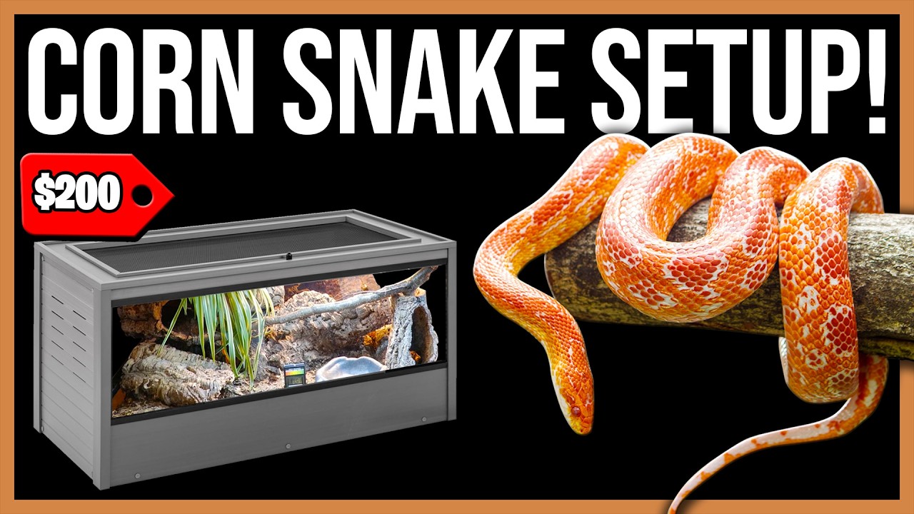 Corn Snake Tank Setup for Beginners! - YouTube