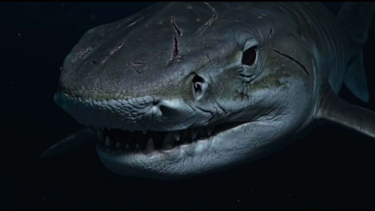 SEA🌊CREATURES FISHISH🐟 CLIP MISTERIOUS SHARKS , WHALES, ETC [SUBSCRIBE ...