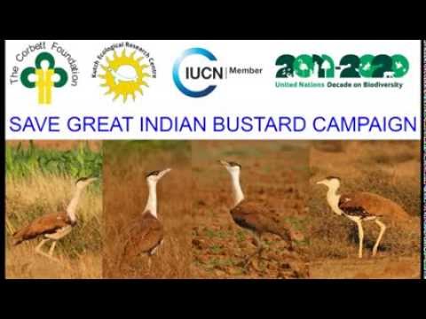 Great Indian Bustard Song (Ghorad Kare Che Yaad..) - YouTube