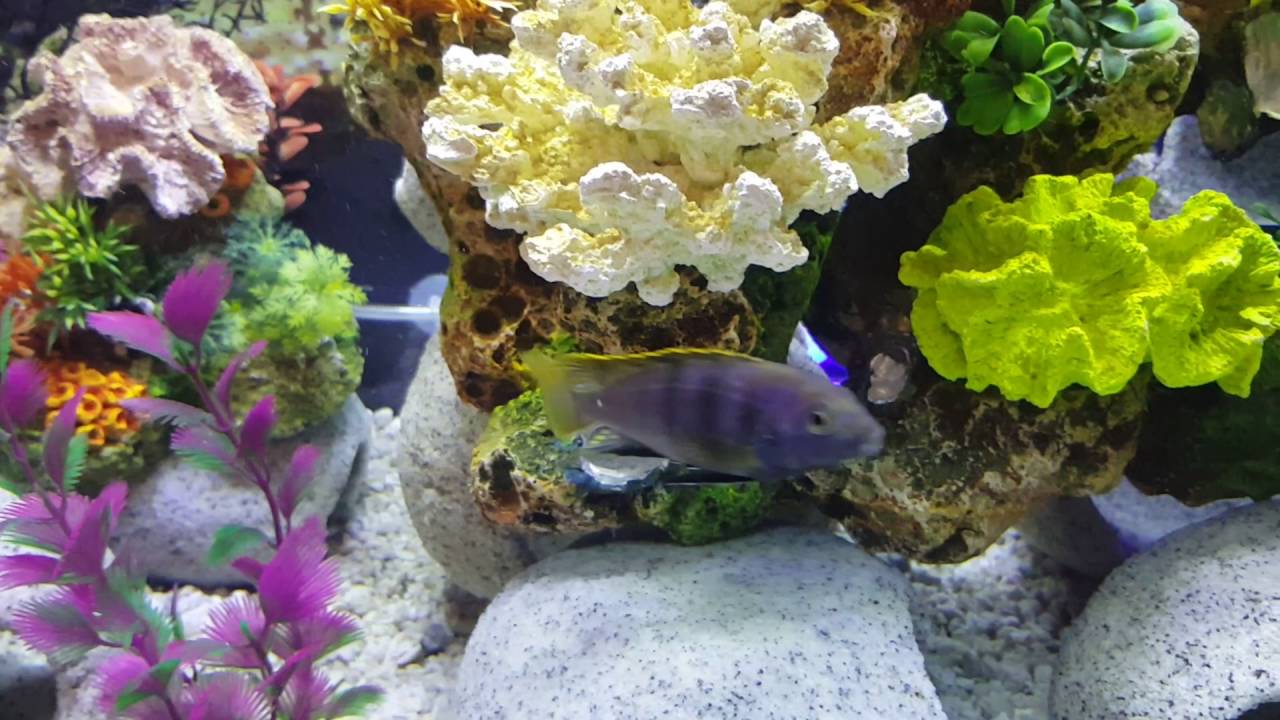 75 gallon Mbuna tank - YouTube