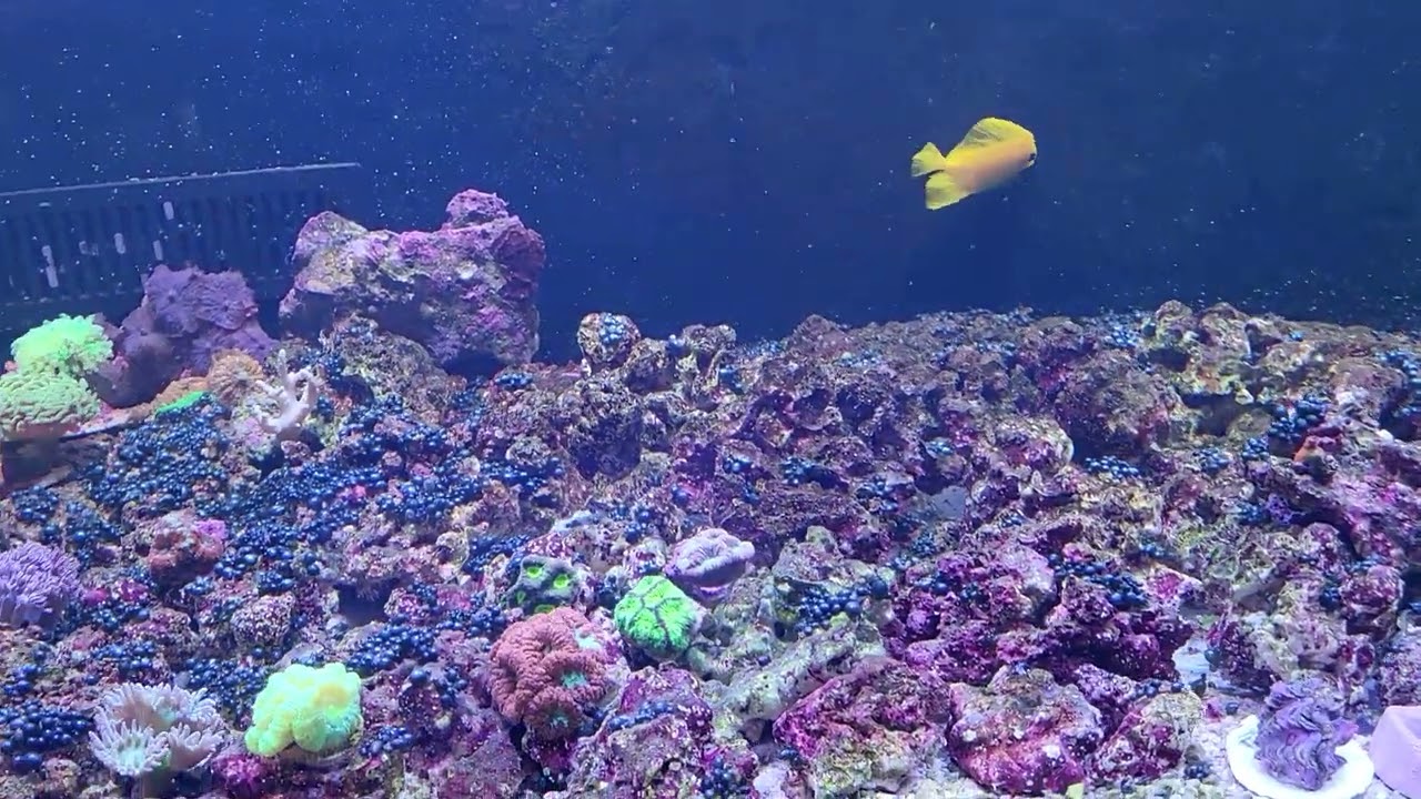 Clam Hammock Or Shells! 06/04/2022 - YouTube