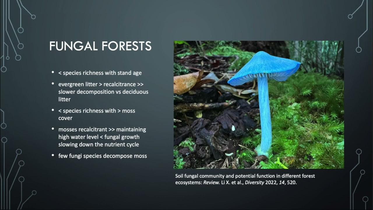 Lesson 53 Saprotrophic Fungi Youtube