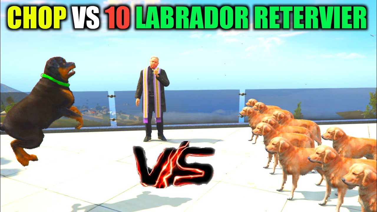 Gta 5 : 10 LABRADOR Vs SUPER CHOP Rottweiler in Gta 5 who Wins ? - YouTube