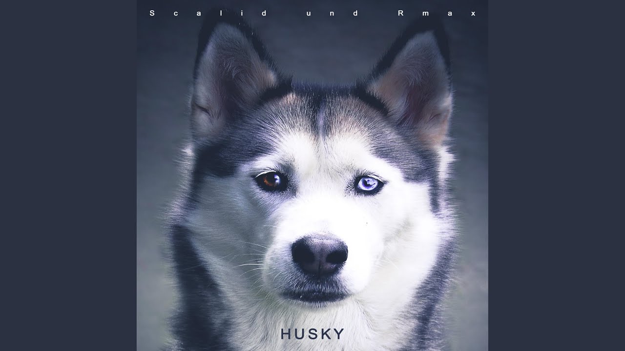 HUSKY - YouTube