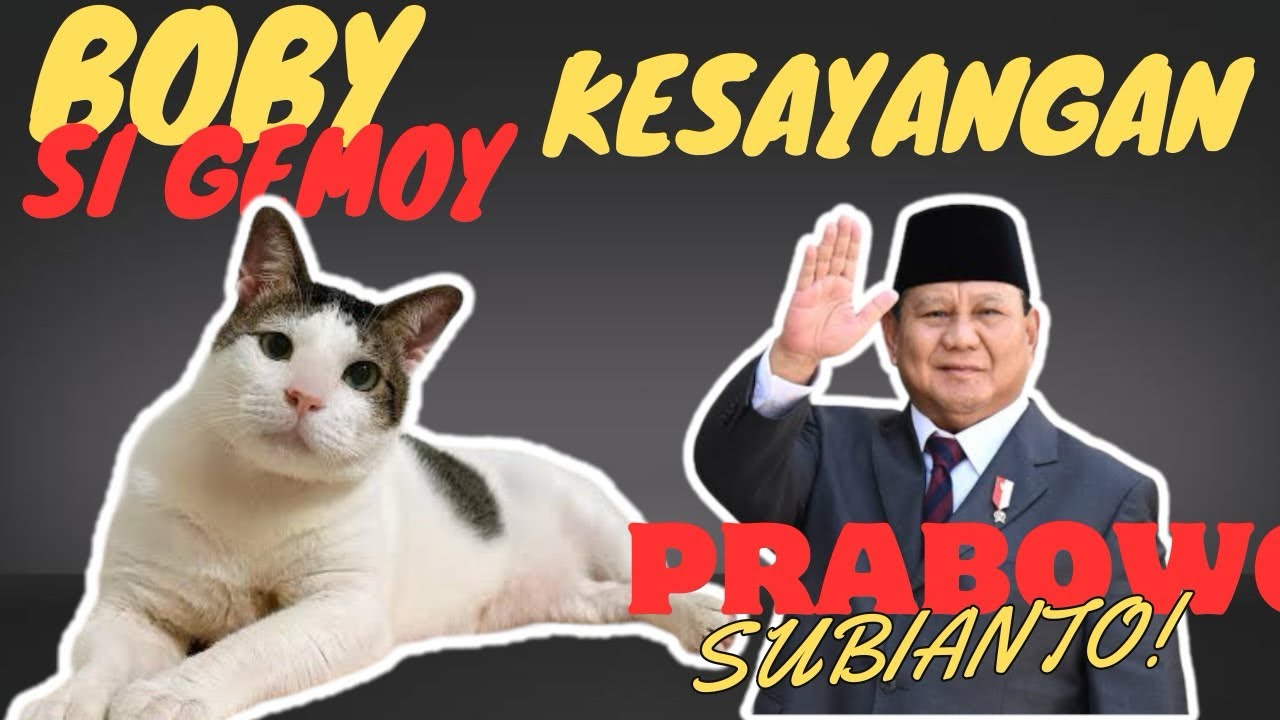 Sisi Lembut Prabowo: Ketemu Bobby Kucing Gemoy Keyasayangan Prabowo! - YouTube