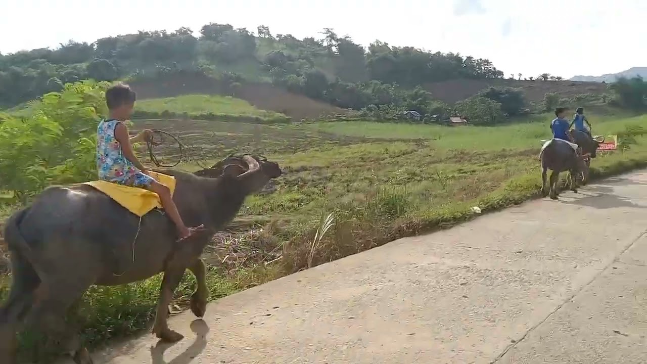 Pambansang Hayop