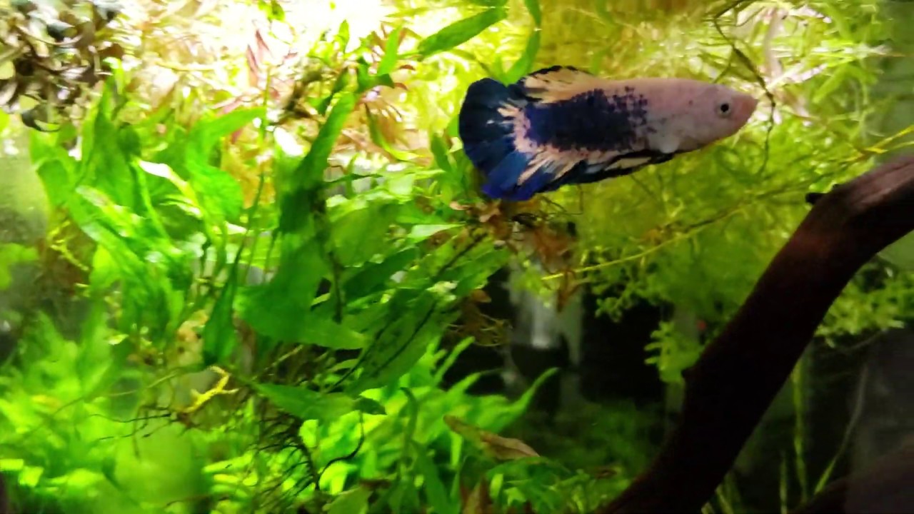 14 day update Betta fish marble gene progress - YouTube