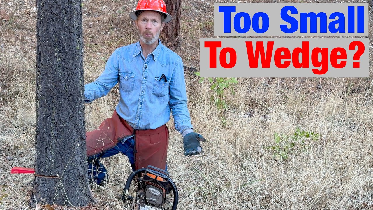 Timber Falling Technique How to Wedge Small Trees - YouTube