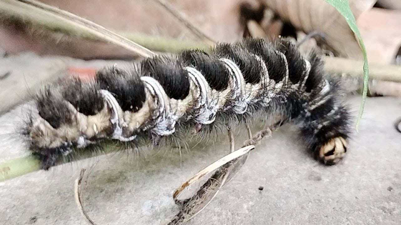 Amazing Wildlife of Animal worm 1080 Nature Documentary Film part 42 ...
