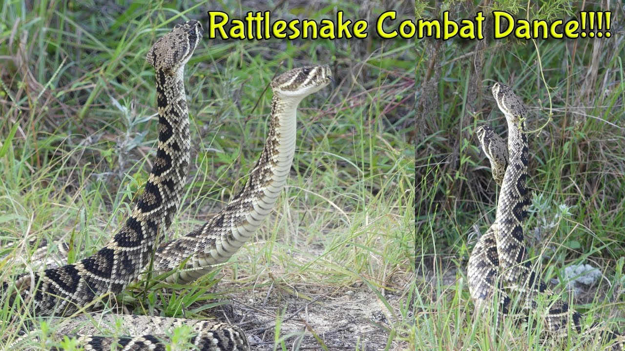 Male Eastern Diamondback Rattlesnakes Combat Dance For 10 Minutes ...