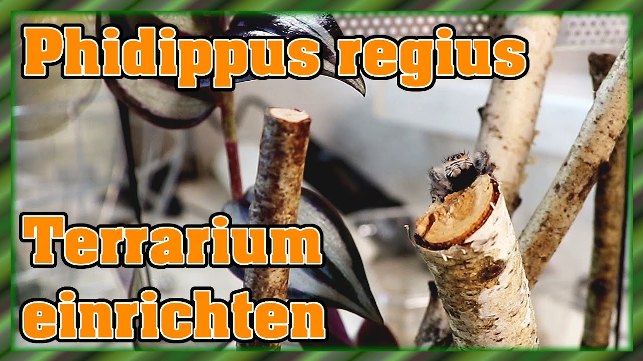 Phidippus regius "Everglades" - Terrarium einrichten und der Einzug 😍 ...