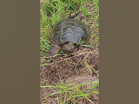 Common Snapping Turtle Pulling Head Partially into Shell - YouTube