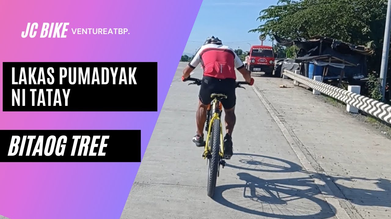 Bitaog: the Philippine Centennial tree in Magallanes ADN - YouTube