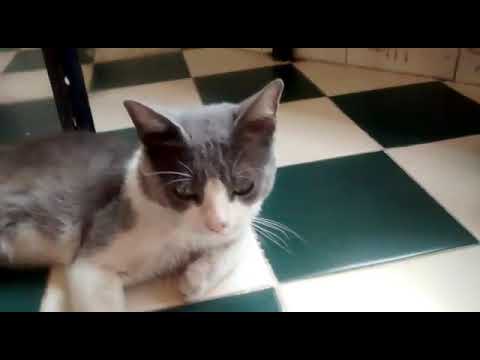 Lluvia de papitas con el Michi - YouTube
