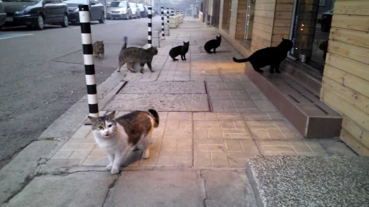 Street cats in Sofia, Bulgaria. - YouTube