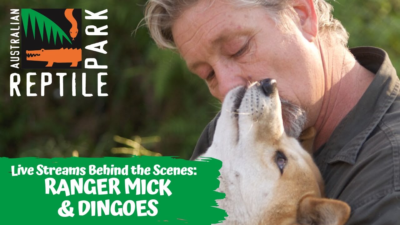 LIVE WITH RANGER MICK & DINGOES | AUSTRALIAN REPTILE PARK - YouTube