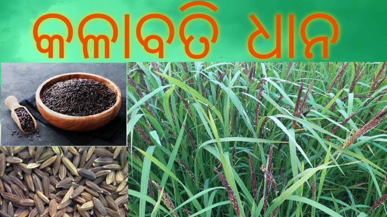 Kalabati Dhana, Blakrice seeds, କଳା ବତୀ ଧାନ - YouTube