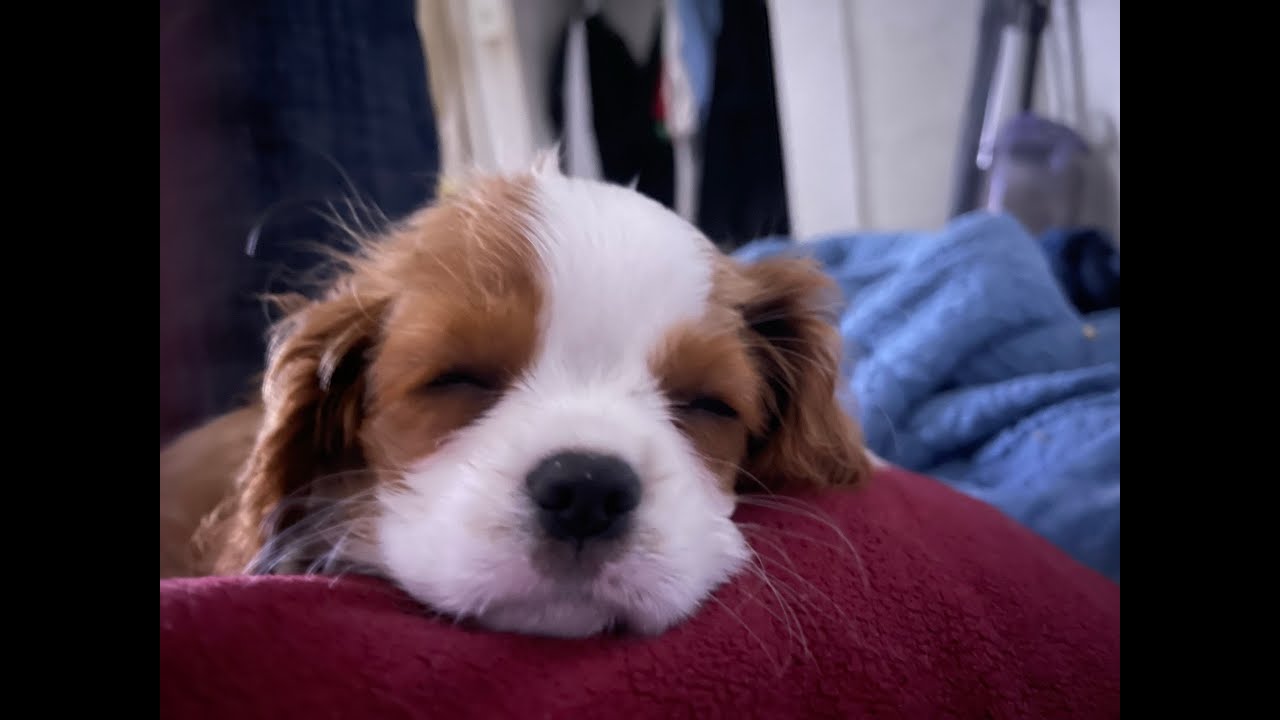 Introducing Savvy! The inspiration behind Savvy Cavvy Studios before I ...