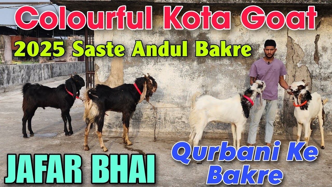 2025 Qurbani Ke Saste Andul Bakre At JAFAR BHAI | Colourful Kota Andul ...