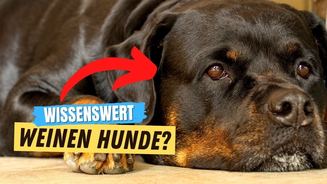 DAS bedeutet es, wenn Hunde weinen 😥 - YouTube