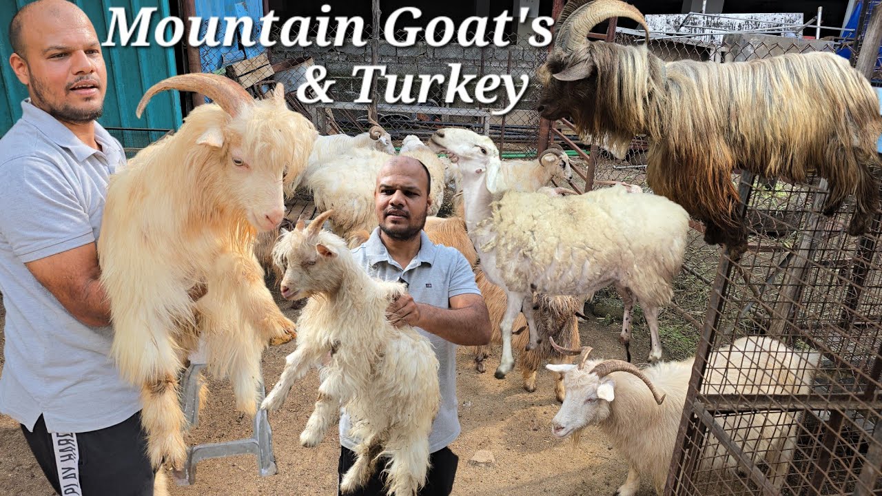Pure Quality Zing goat's available in Hyderabad | Turkey mendi in ...
