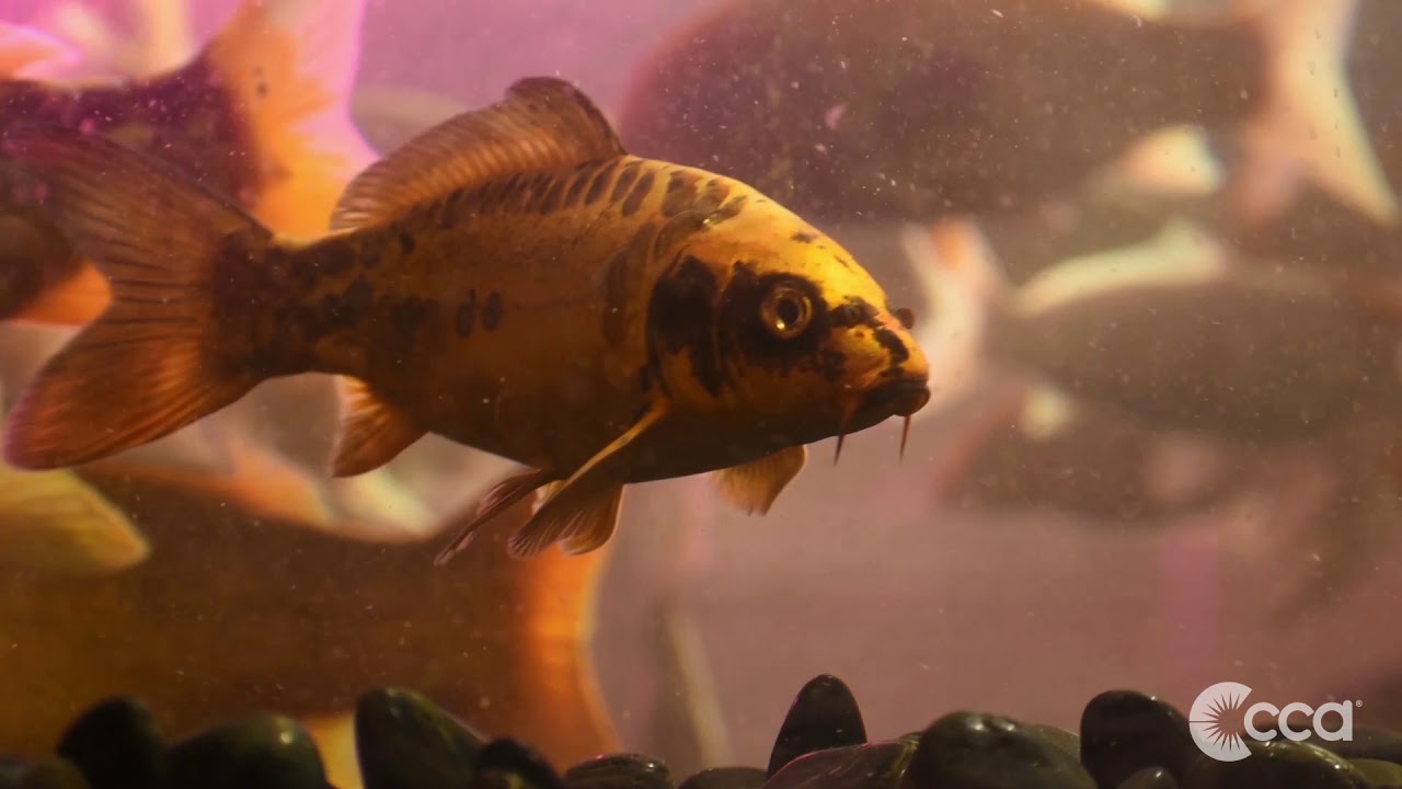 Koi help AgWorks at CCA facility function - YouTube