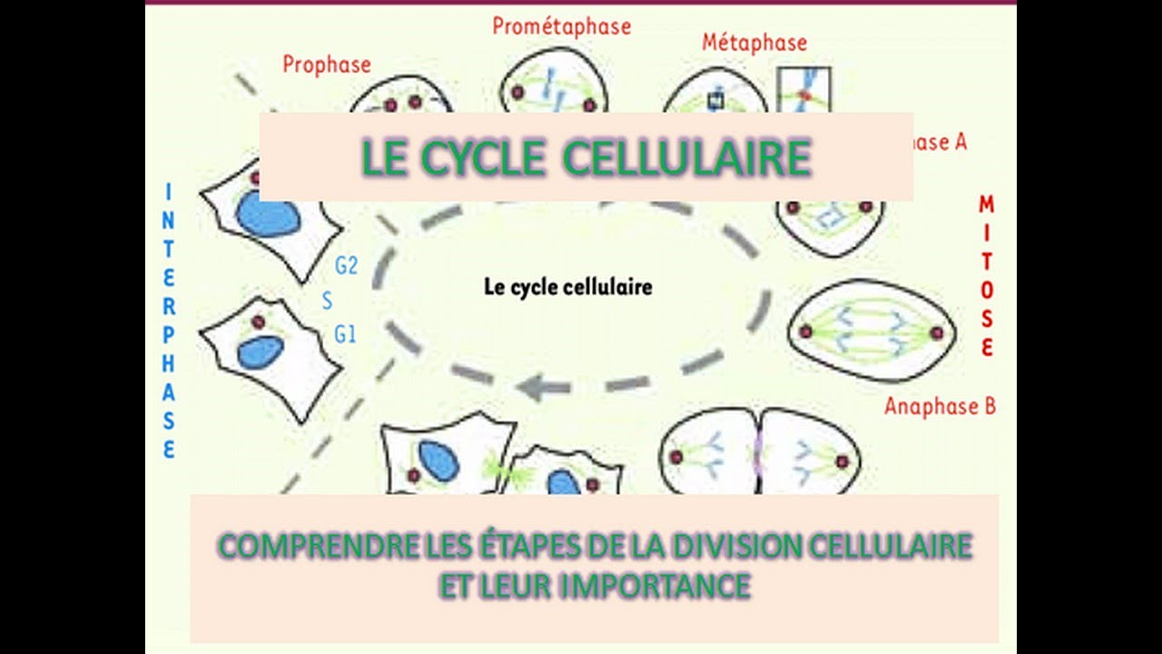 Le cycle cellulaire - YouTube