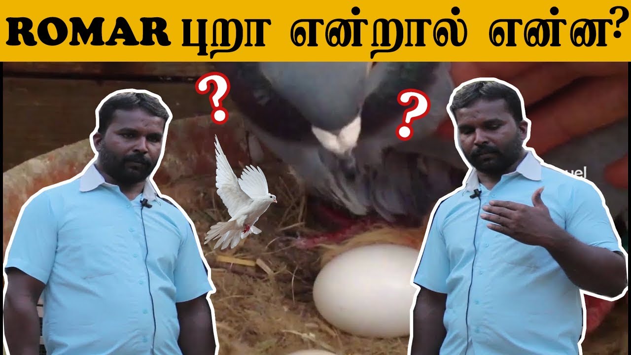 Romer Pigeon - ரோமர் புறாக்கள் பற்றிய ரகசியம் - Types of pigeons in ...
