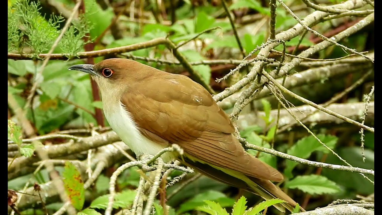 Cuckoos - Pat O'Neil Video Bird IDs - YouTube