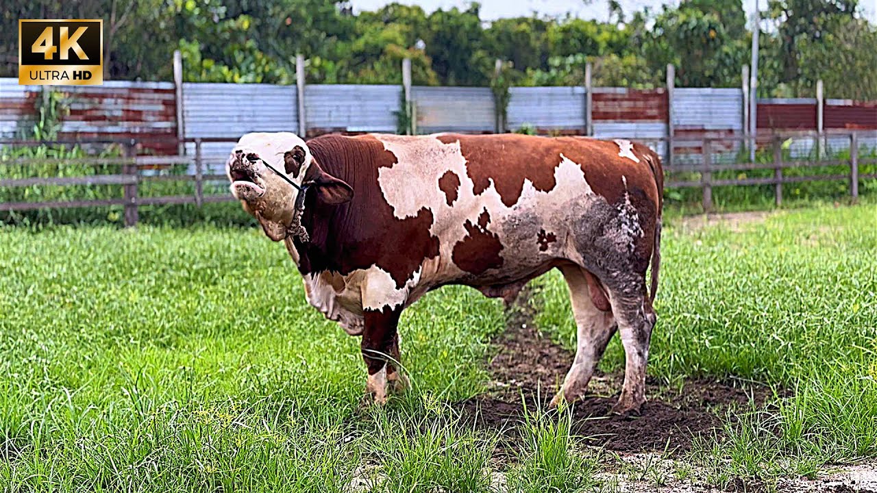 Cow Mooing Sounds - 100% Real - Cow Mooing loudly - YouTube