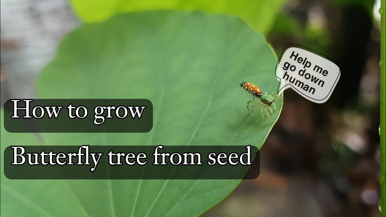 HOW TO GROW BUTTERFLY TREE FROM SEED "Bauhinia purpurea" - YouTube