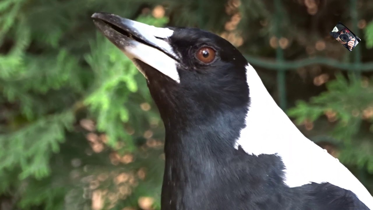 Les vocalises du Corbeau Flûteur - Domaine des Fauves - Les Abrets ...