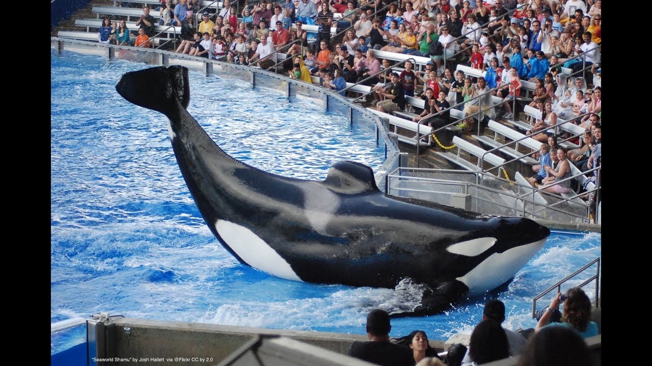The complete "One Ocean" Shamu killer whale show at SeaWorld San Diego ...