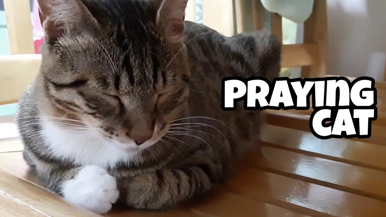 Praying Cat Youtube