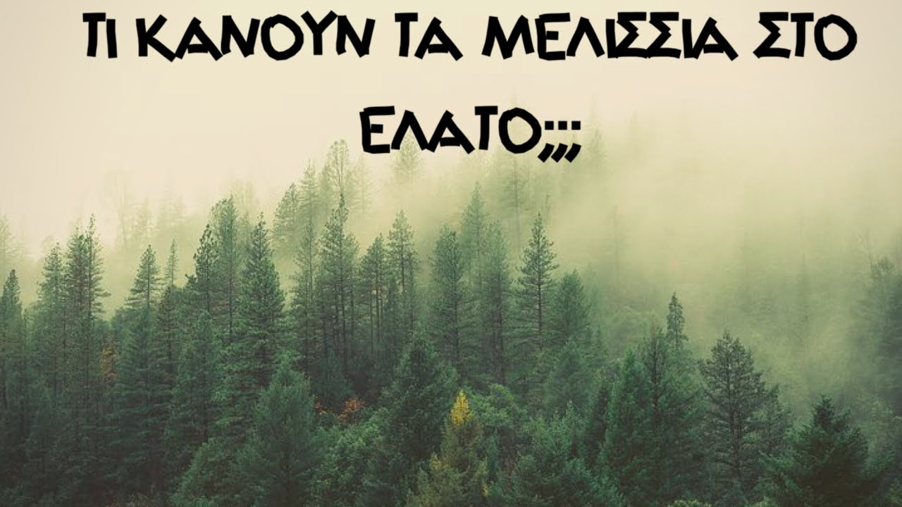 Επιθεώρηση στα μελισσια στο έλατο - YouTube