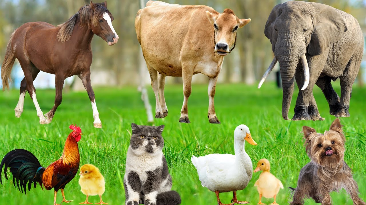 Amazing Animal Sounds: Elephant, Cow, Horse, Sheep, Dog, Pig, Cat ...