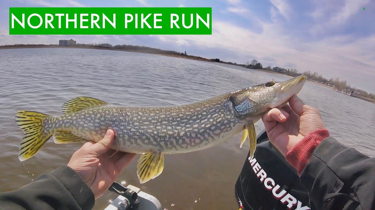 Fishing the Spring Pike Spawn 2020 - YouTube