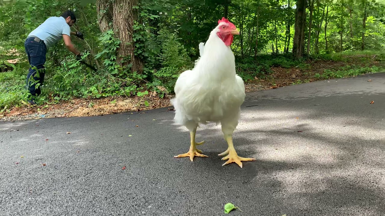 Boo the Roo and Dad do yard work - YouTube