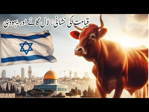 Jews, Réd Cow and Doomsday | یہودی، سرخ گائے اور قیامت کی نشانیاں - YouTube
